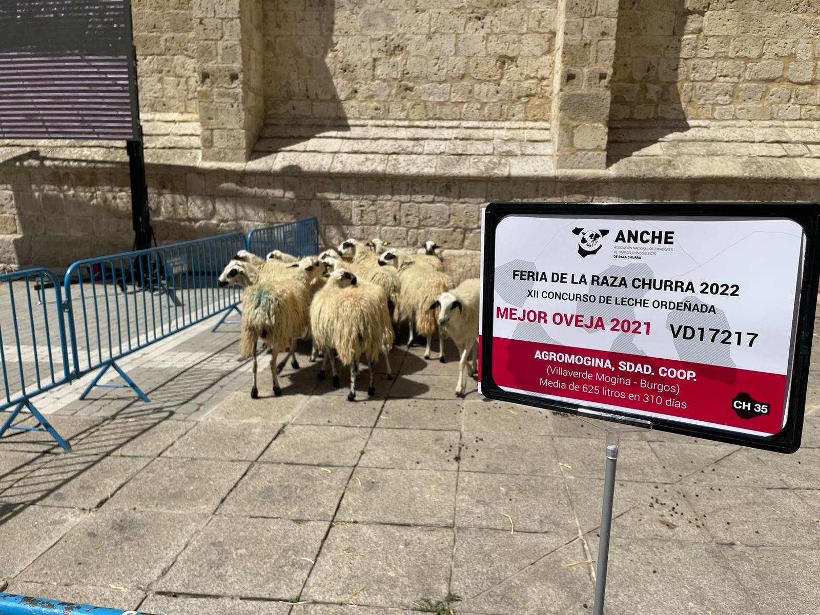 La Feria Churra insiste en potenciar "lo auténtico" para no poder su ...